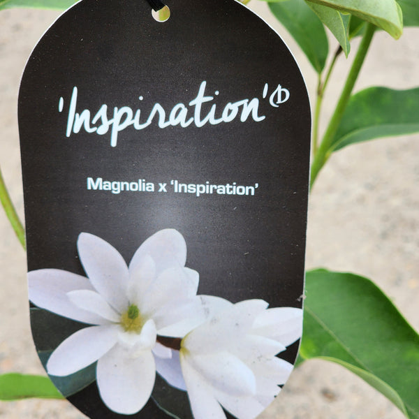 Magnolia Inspiration 260mm – Bonsai Care