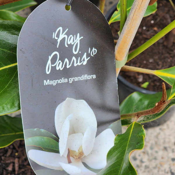 Magnolia Kay Parris 200mm – Bonsai Care
